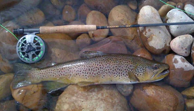 Best Fly Fishing Outfit for Beginners ~ Captain Dixon