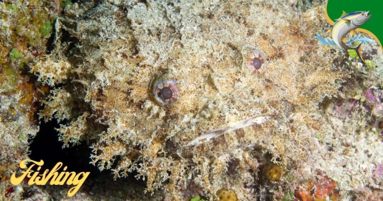 Discover the Magnificent Toad Fish of Florida ~ Captain Dixon